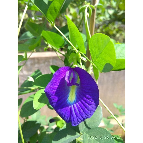 Jual Bunga Telang Biru Kering (Dried Butterfly Pea Flower) | Shopee ...