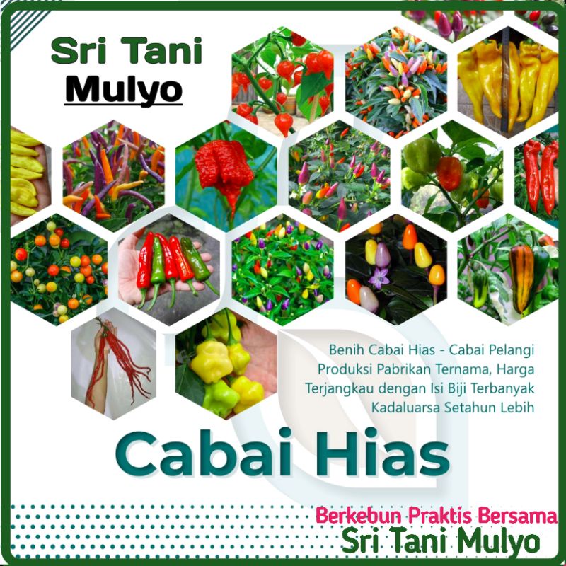 Jual STM Bibit Cabe Hias Pelangi Benih Tanaman Sayuran Cabai Carolina ...