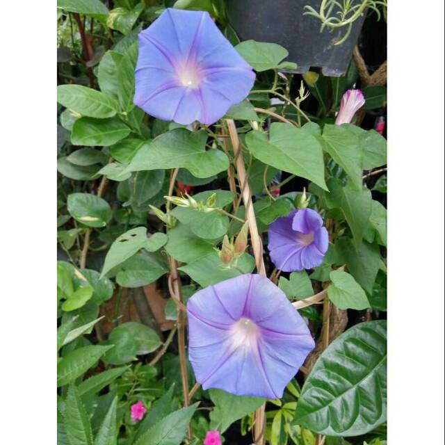 Jual Bibit tanaman bunga merambat morning glory glori pohon rambat ...