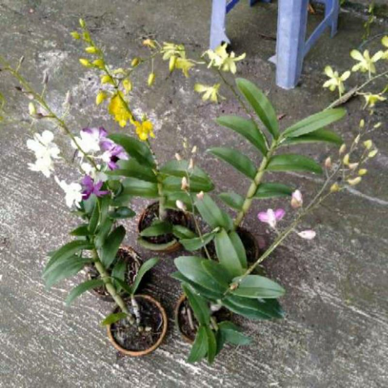 Jual Paket Murah 5 Anggrek Dendrobium Dewasa - Bunga Tanaman Hidup ...