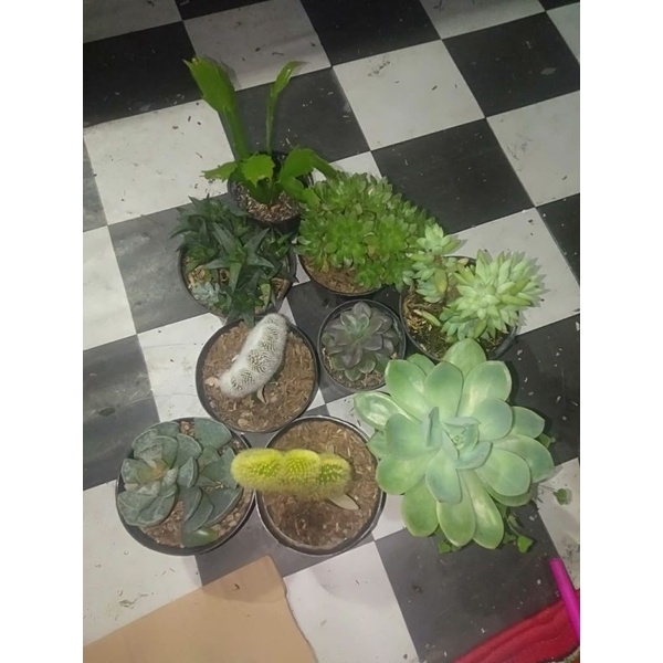 Jual paket ceu edoh | Shopee Indonesia