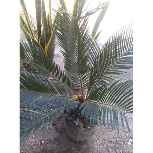 Jual Tanaman pakis haji/ sikas / cycas | Shopee Indonesia