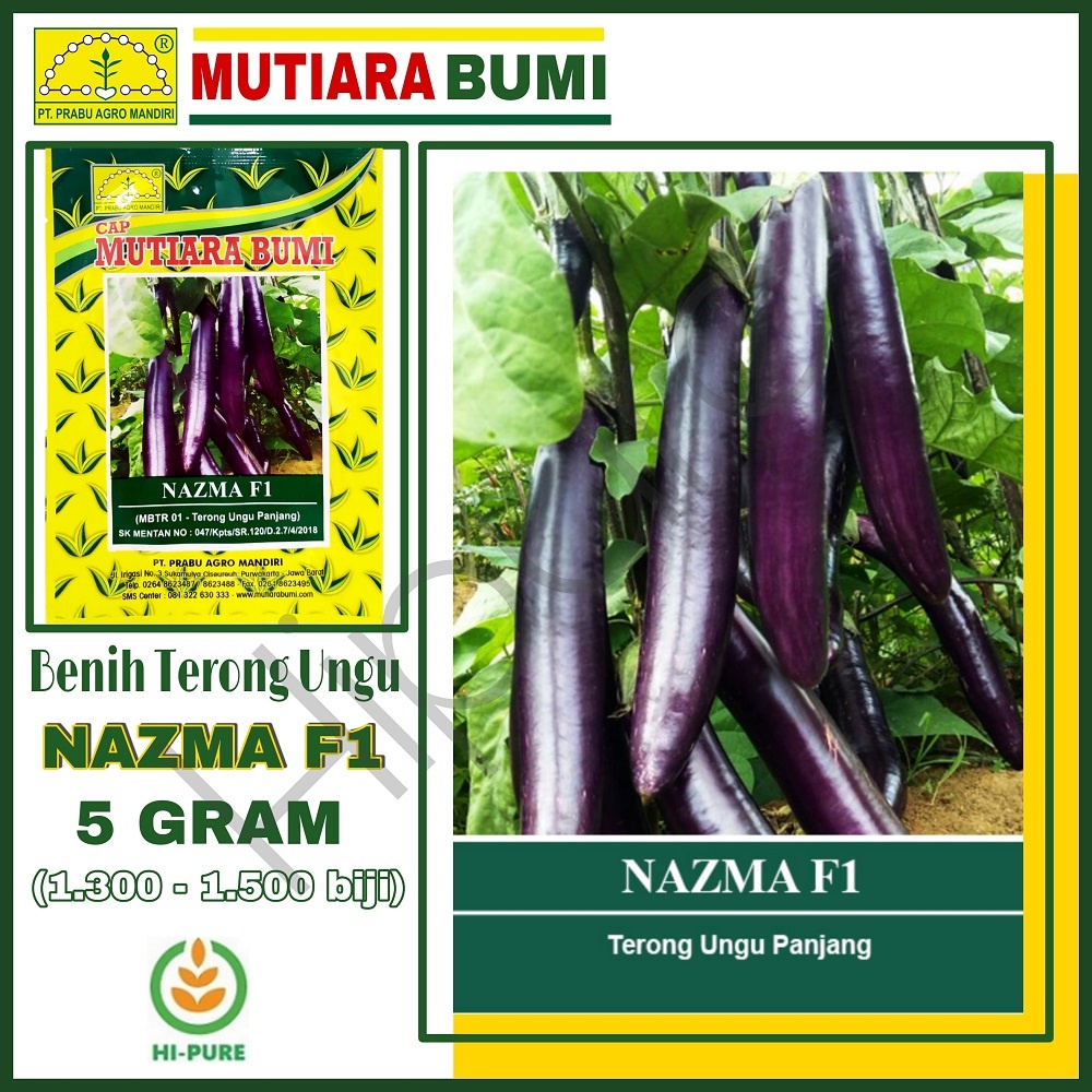 Jual BENIH TERONG PANJANG UNGU HIBRIDA NAZMA F1 ISI 5 GRAM (1.300 - 1.500 butir benih) ORIGINAL ...