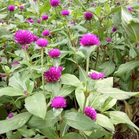 Jual bunga kancing knop (tanaman hidup bunga hidup cantik cantik murah ...