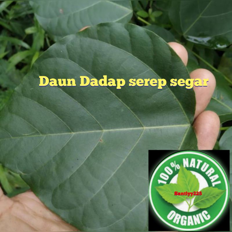 Jual daun Dadap serep atau Dadap duri fresh | Shopee Indonesia