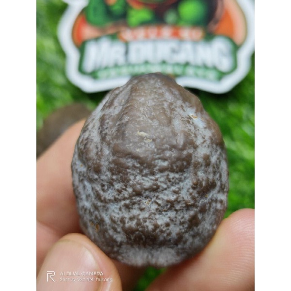 Jual MUNCANG ADU JAYANTI SI ORAY ORIGINAL 100% | Shopee Indonesia