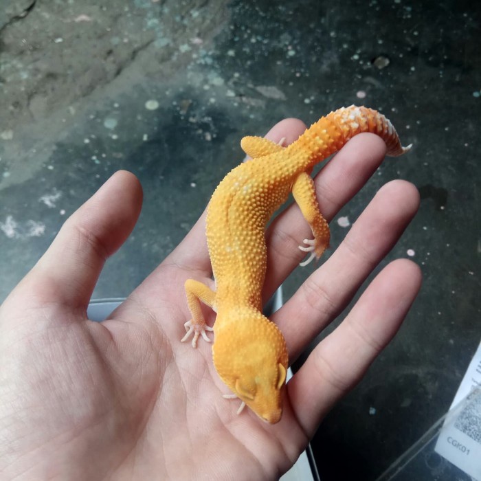 Jual Reptil-Makanan- gecko sunglow female -Makanan-Reptil 750 Perawatan ...
