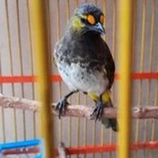 Jual Burung Rengganis Terlengkap & Harga Terbaru Maret 2026 | Shopee ...