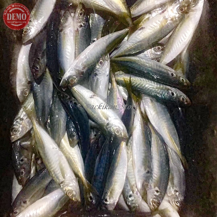 Jual Ikan Layang Segar Ikan Fresh Laut Kualitas GARANSI SEGAR | Shopee ...