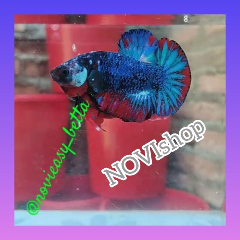 Jual Plastik isi betta Besgelan,Celo & Rijekan | Shopee Indonesia