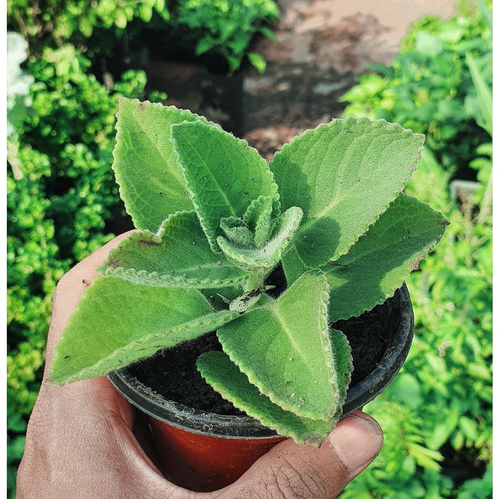 Jual Tanaman Rawatan Mexican Mint | Shopee Indonesia