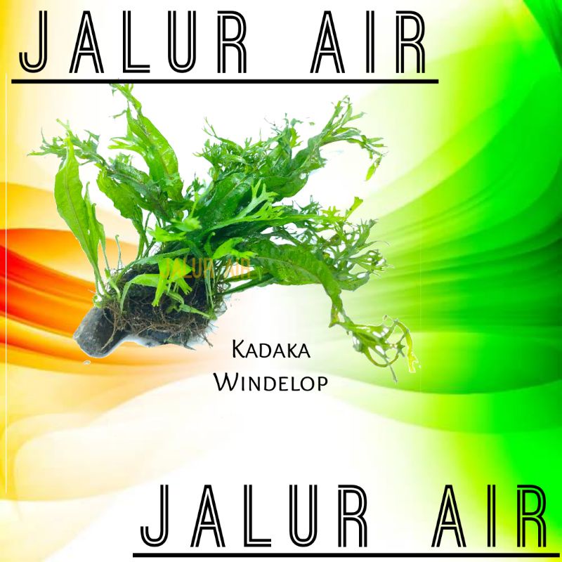 Jual kadaka windelop tanaman air aquascape aquarium | Shopee Indonesia