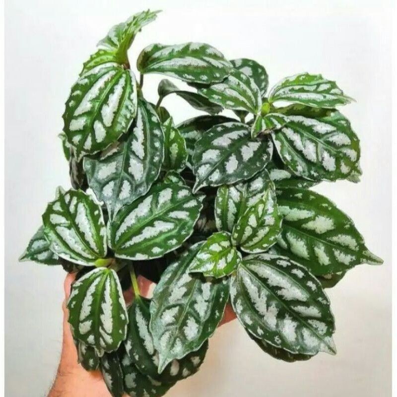 Jual Tanaman hias Bunga mutiara/daun Mutiara/daun perdu tanamn hidup ...