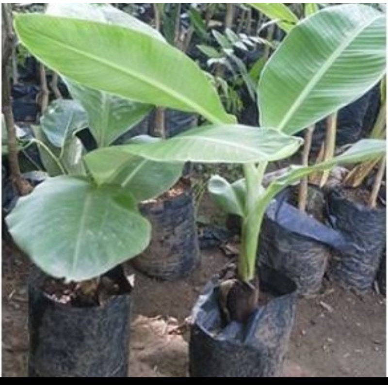 Jual Bibit Pohon Pisang Ambon Kuning | Shopee Indonesia