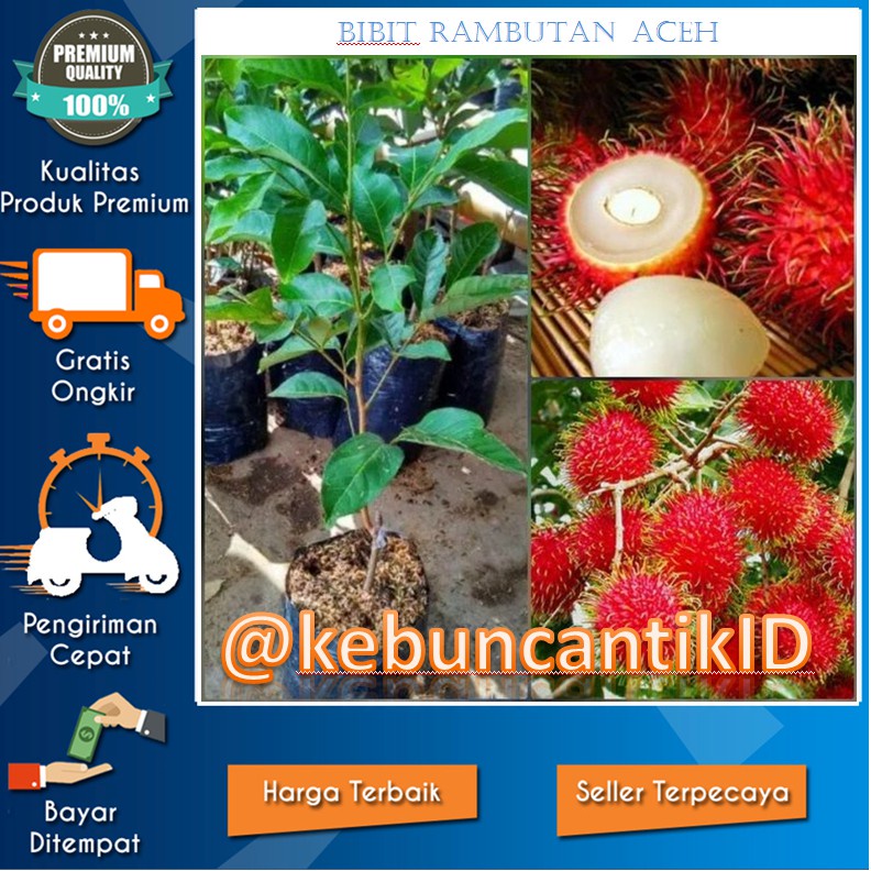 Jual Obral Bibit Tanaman Buah Rambutan Aceh | Shopee Indonesia
