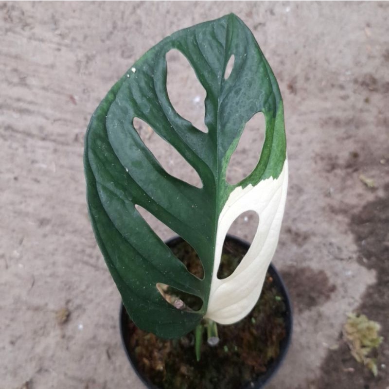 Jual monstera adansoni jepang white variegata / janbol jepang var putih ...