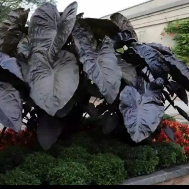 Jual jenis tanaman alokasia hias kelady hitam sente hitam | Shopee ...