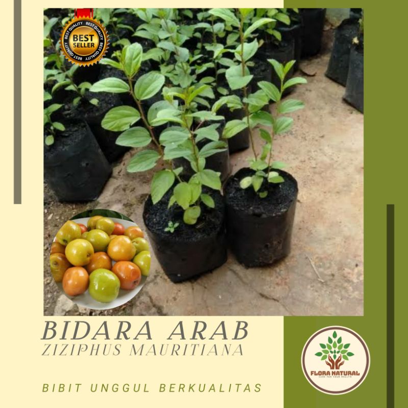 Jual Bibit tanaman bidara arab Pohon bidara arab | Shopee Indonesia