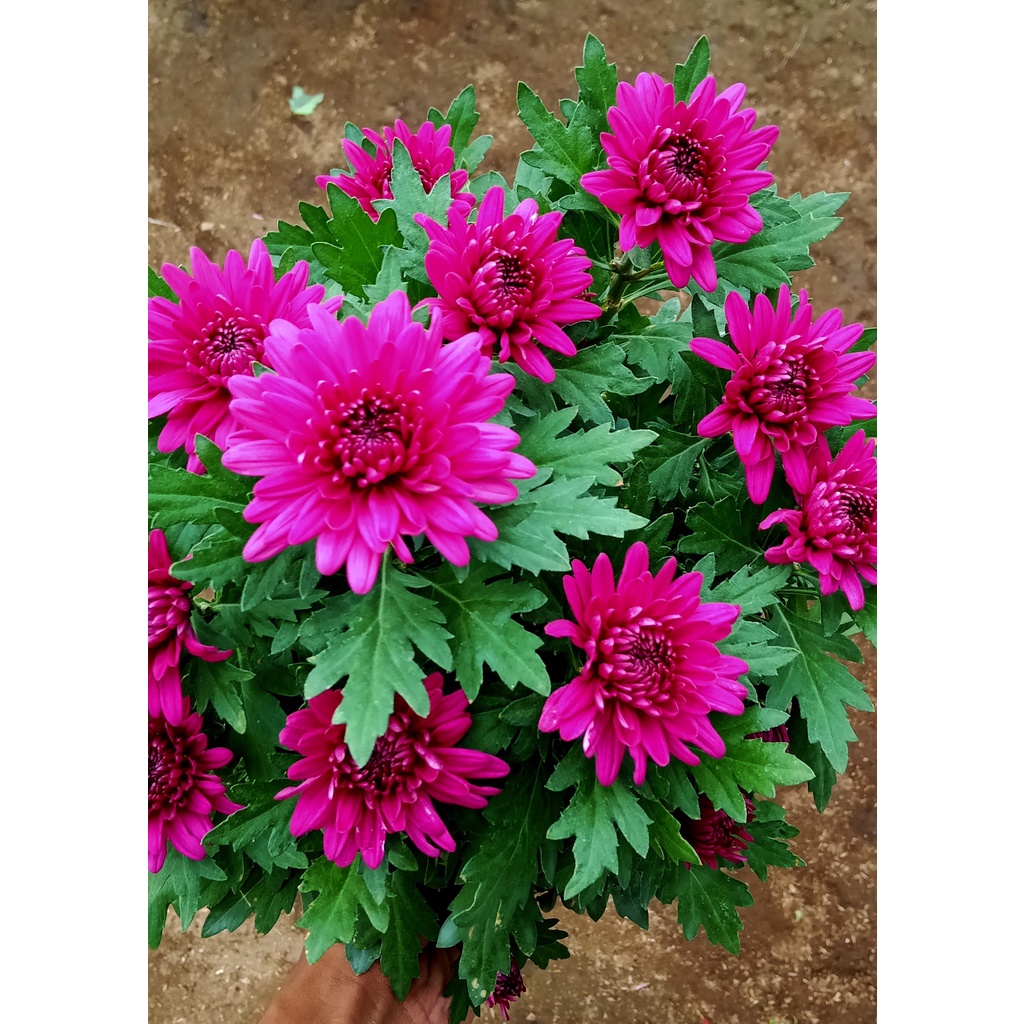 Jual Tanaman hias bunga krisan 1 POT isi 7-9 pohon rimbun berbunga ...