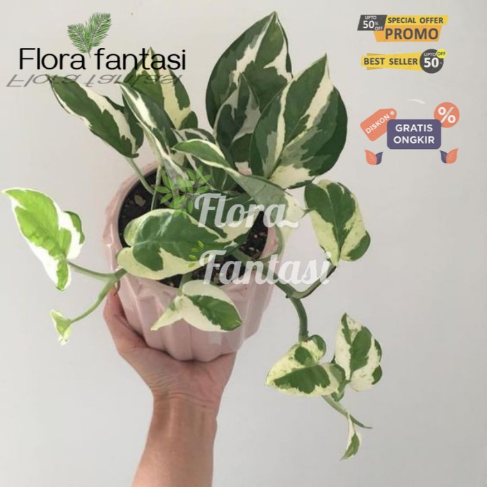 Jual Sirigading koin variegata - sirih gading enjoi - tanaman hias ...