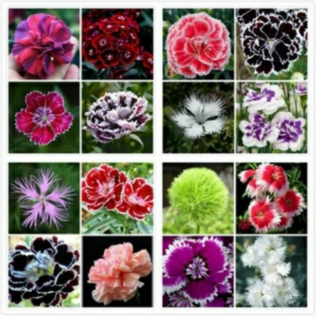Jual Benih Bunga Carnation Mixed / Bunga Anyelir / Teluki / Dianthus ...