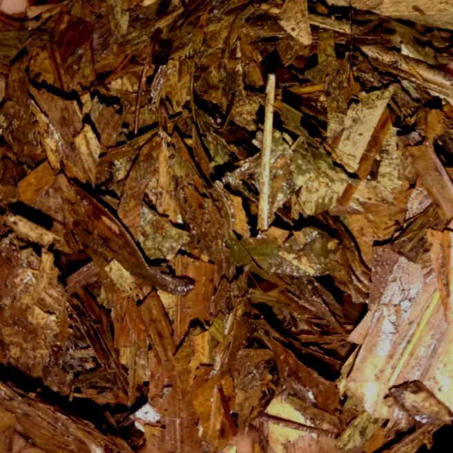 Jual Media tanam daun bambu kering(500gram)/media Tanam hindroponik ...