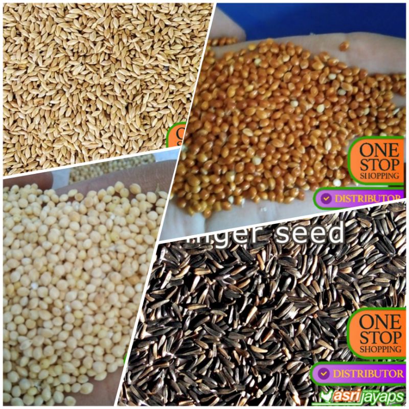 Jual Biji Pakan Burung Kenari Seed /Juwawut / Milet / Milet Merah ...