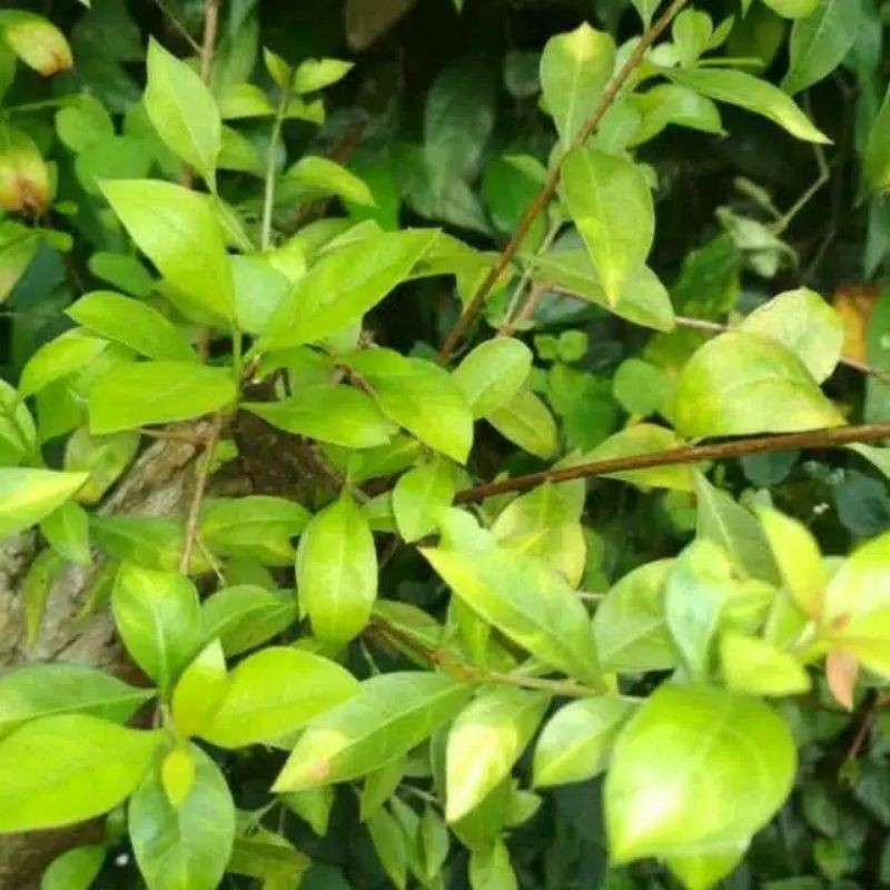 Jual DAUN HENNA KUKU DAUN PACAR KURIR OBAT HERBAL ALAMI 100gram ...