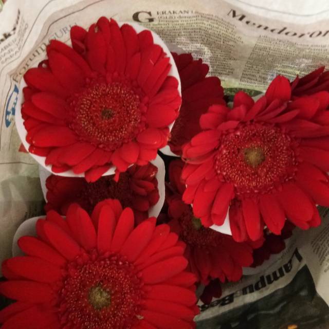 Jual Bunga potong garbera merah | Shopee Indonesia