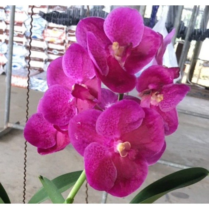 Jual Anggrek Vanda Pure Wax Pink "Ple" | Shopee Indonesia