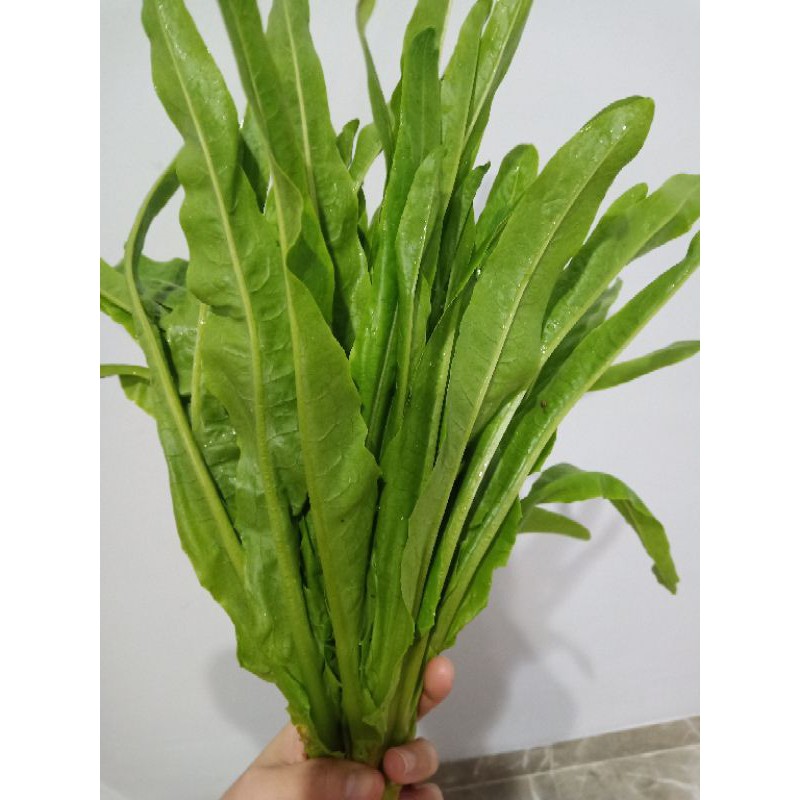 Jual Sawi pandan 1 ikat | Shopee Indonesia