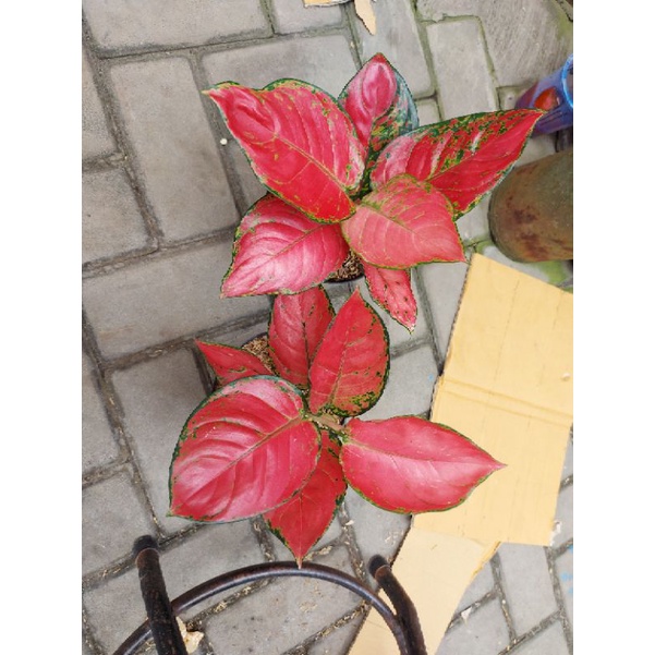 Jual Request B.Atik (Red anja) | Shopee Indonesia