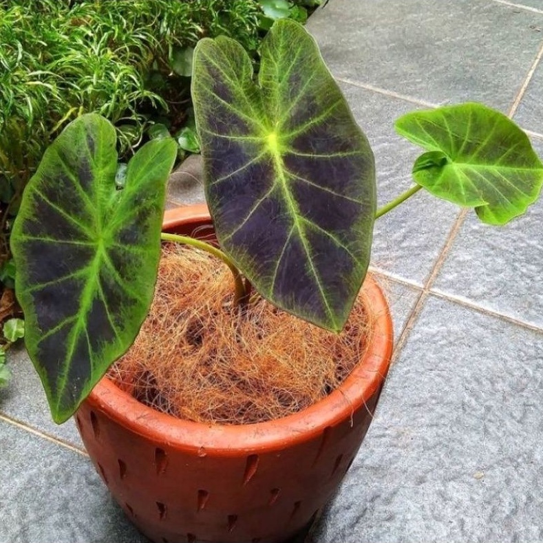 Jual Alocasia Black Magic / Tanaman Hias Keladi Black Beauty / Bunga ...