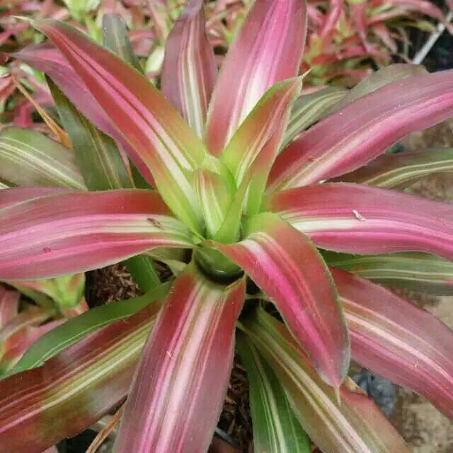 Jual bromelia tricolor - Tanaman Hias bromelia . | Shopee Indonesia