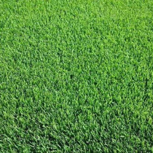 Jual Benih biji rumput Manila ZM 1000 gram - benih biji rumput siap ...