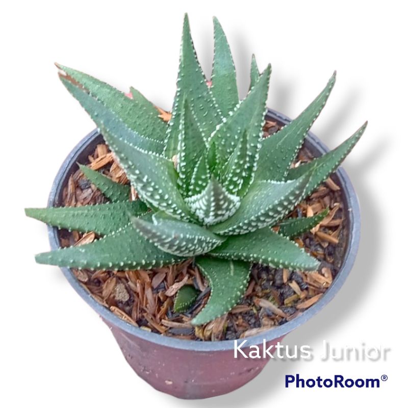 Jual Sukulen Zebra | Shopee Indonesia