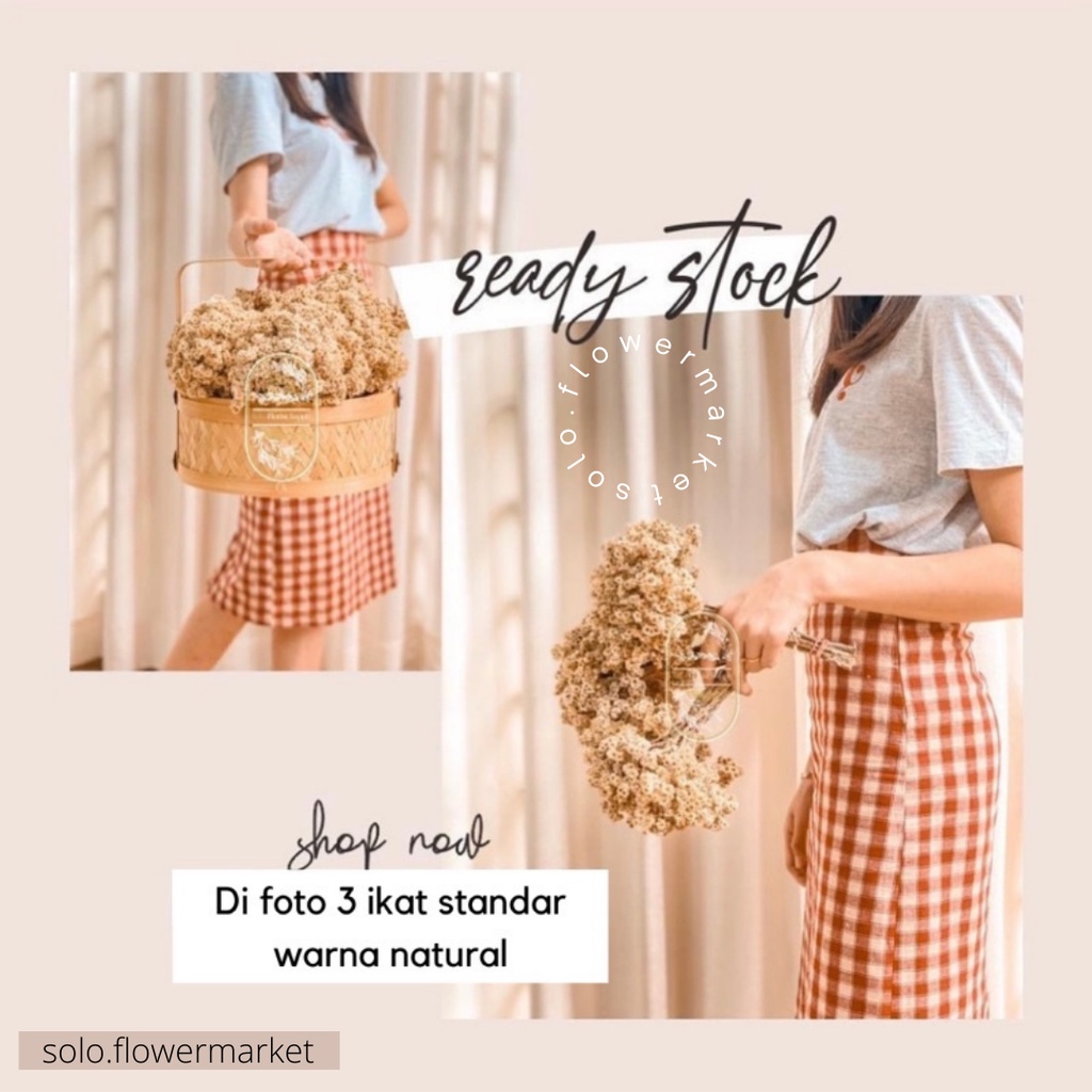 Jual BUDIDAYA edelw bunga kering dried flower buket bunga buket rustic ...