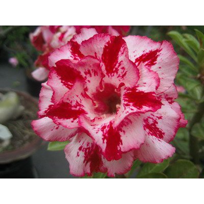 Jual tanaman hias bunga Adenium obesum Chok Rasami Produk Baru Good Quality | Shopee Indonesia