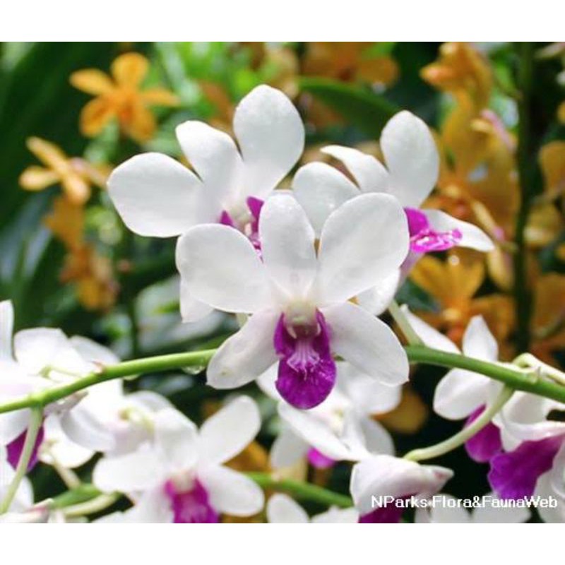 Jual Anggrek Dendrobium Charming white | Shopee Indonesia