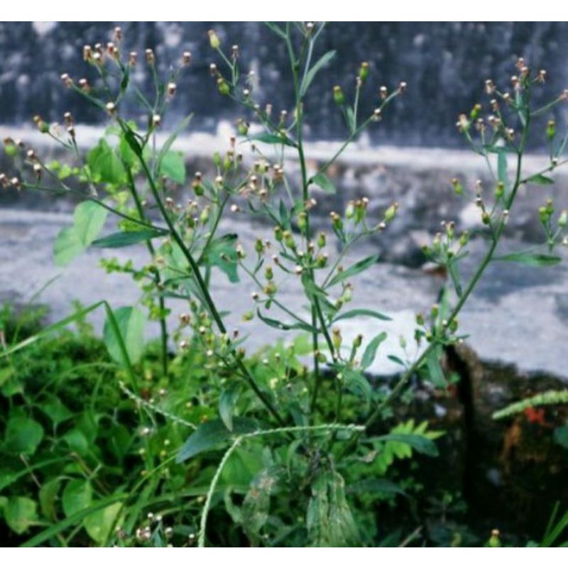Jual pohon sawi langit hidup termurah/tanaman herbal | Shopee Indonesia