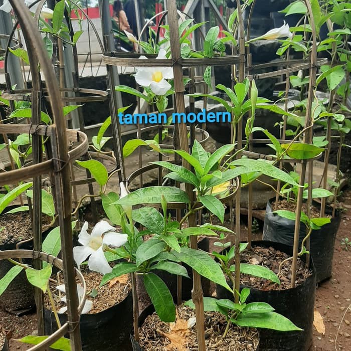 Jual MANDEVILLA BUNGA PUTIH-tanaman rambat mandevilla bunga putih ...