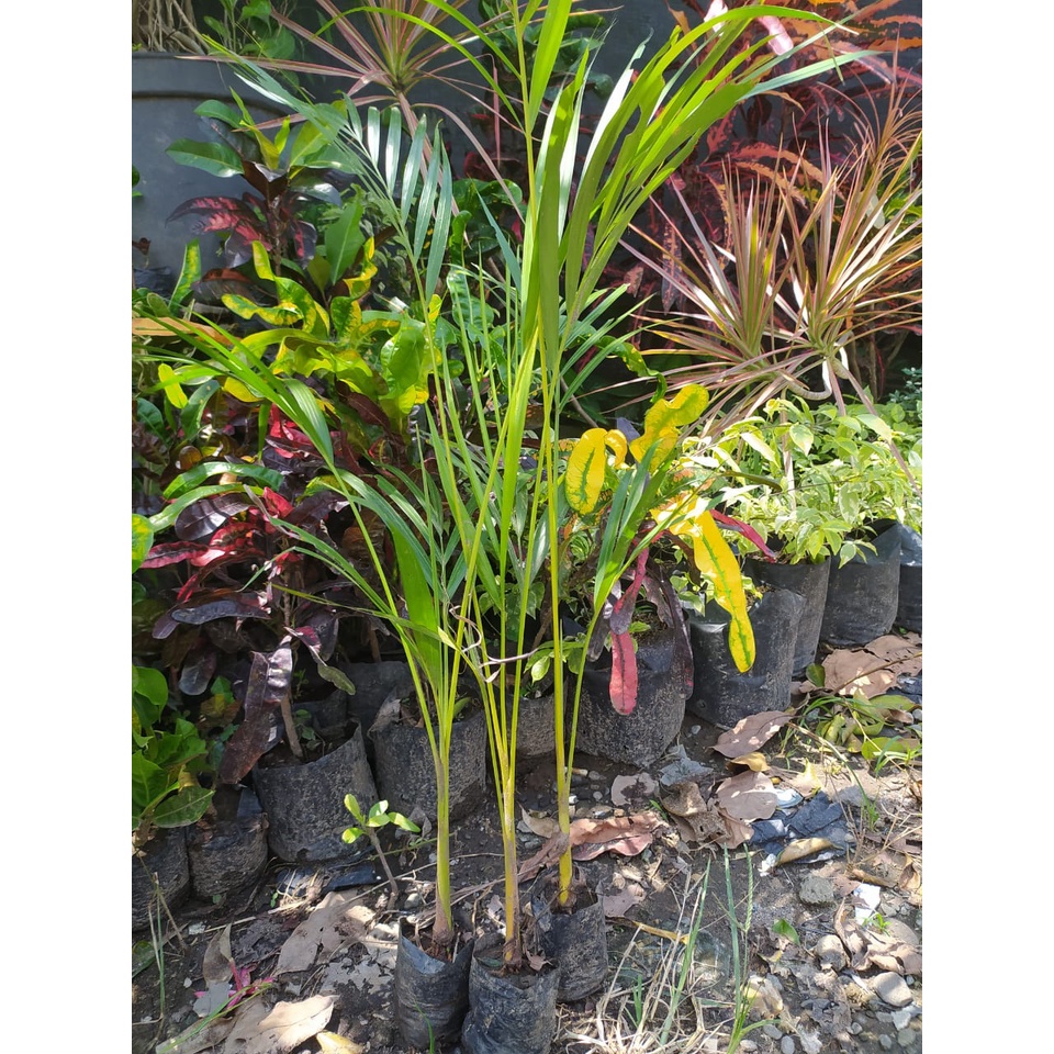 Jual [Beli 2 Gratis 1] Bibit Tanaman Pohon Pinang Palem Kuning Tanaman ...