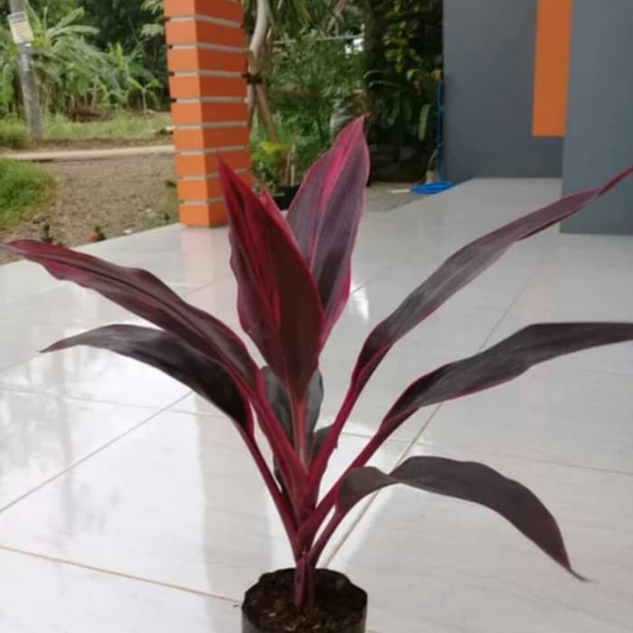 Jual tanaman hias hanjuang merah - tanaman hias andong merah | Shopee ...
