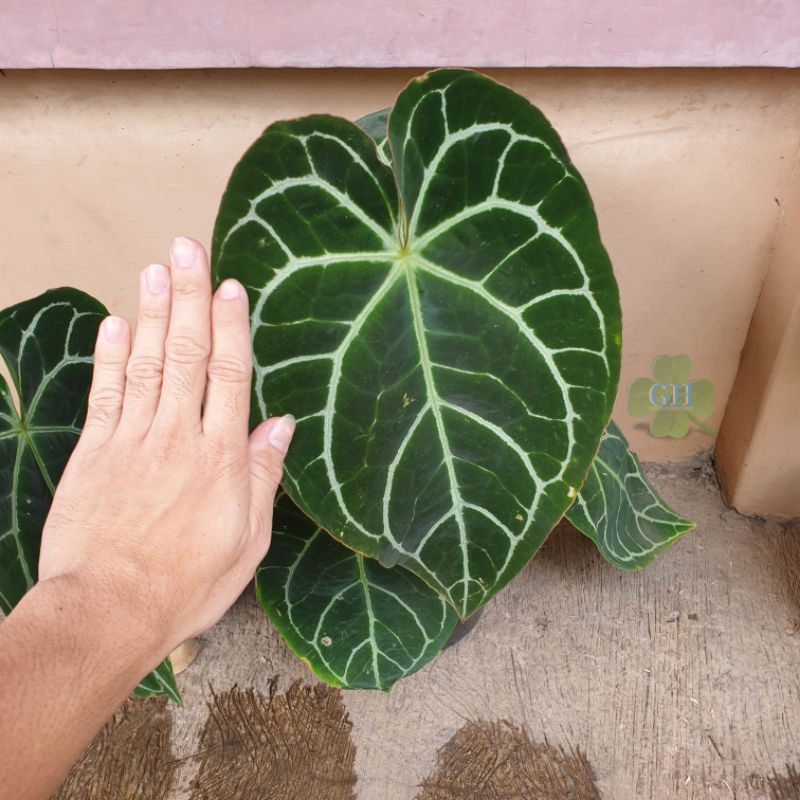Jual Tanaman Hias Anthurium Crystallinum Kuping Gajah Araceae Daun ...