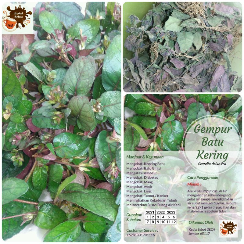 Jual DAUN GEMPUR BATU KERING 30gram | Shopee Indonesia
