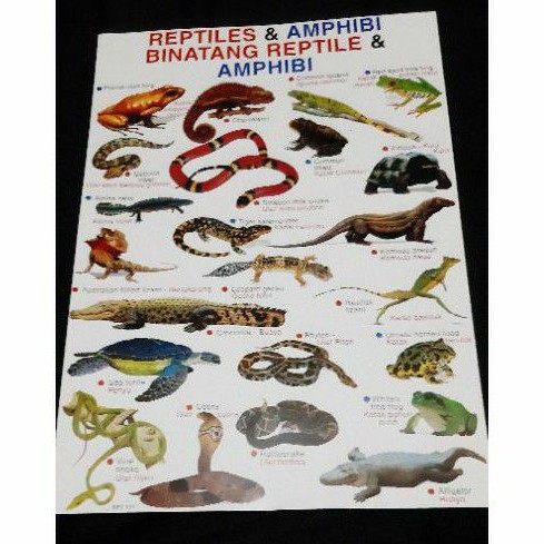 Jual Poster Edukasi Binatang Reptile Dan Amphibi | Shopee Indonesia