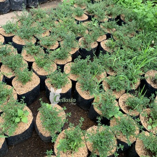 Jual Tanaman Herbal dan Rempah Timi atau Thyme (Thymus vulgaris ...