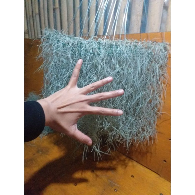 Jual tanaman Janggut musa/ jangot dewa/tilandsia ,p 25cm lebih ...