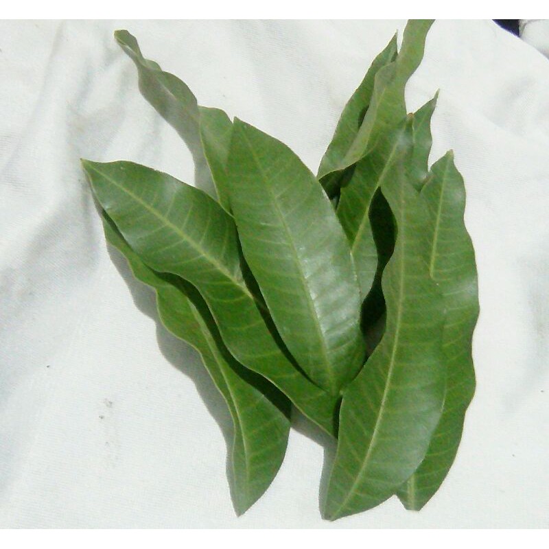 Jual Daun Mangga Muda Pucuk 50 lembar | Shopee Indonesia