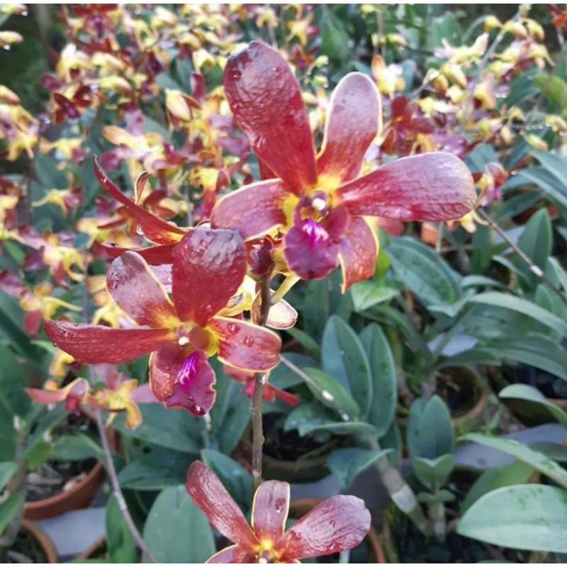 Jual Pohon Bunga Anggrek Dendrobium Copper King X Bobby Masima Dewasa ...